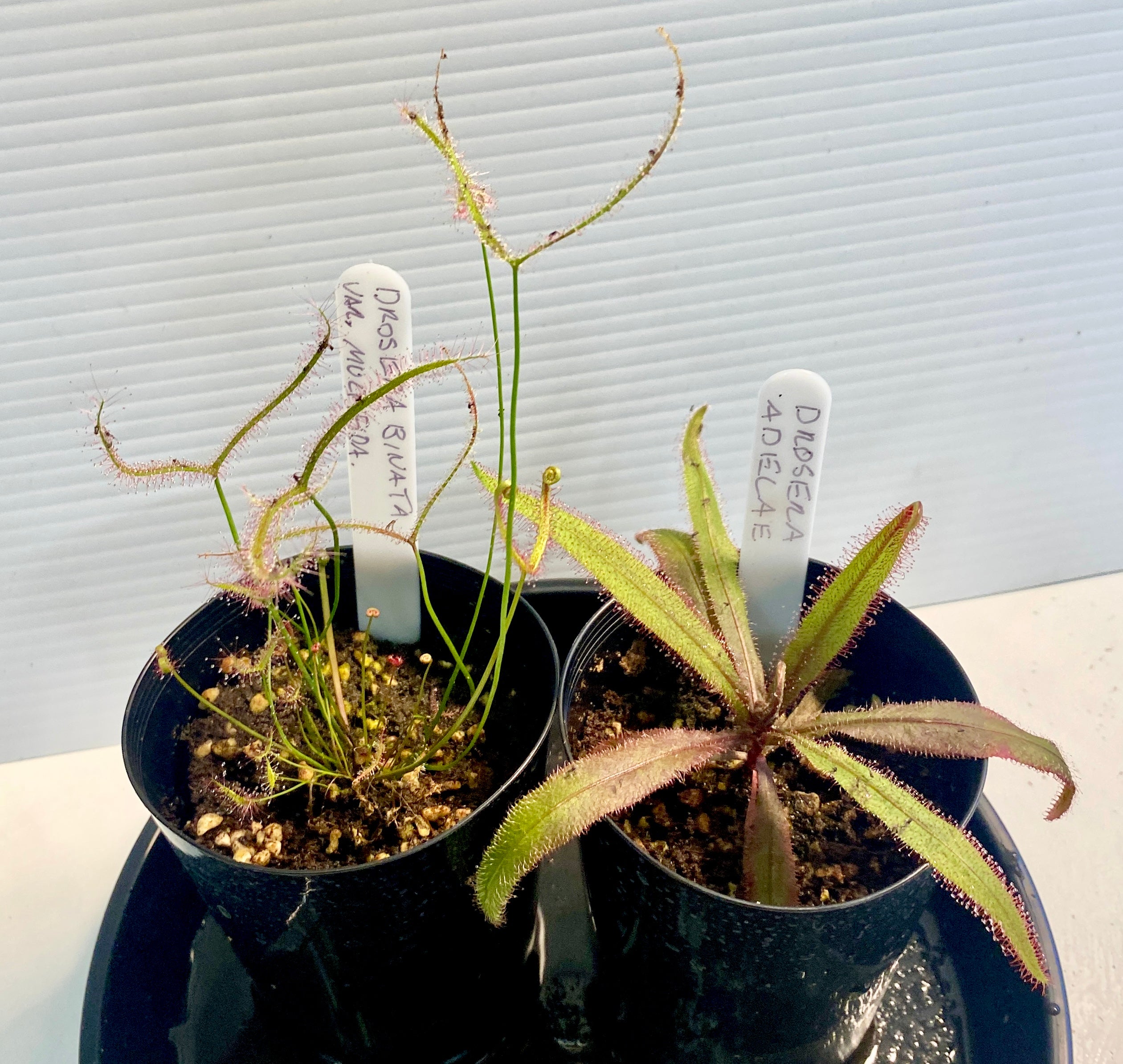 Drosera Binata var multi fidia & Adelae pack – The Lethal Leaf